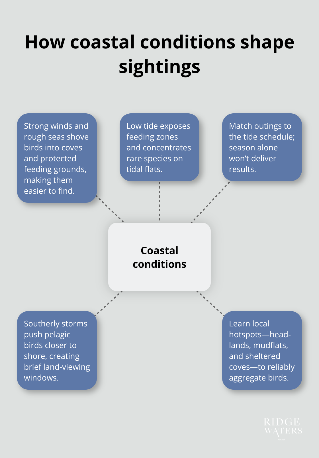 Identifying Rare Coastal Birds from Your Ridgewaters Terrace ...